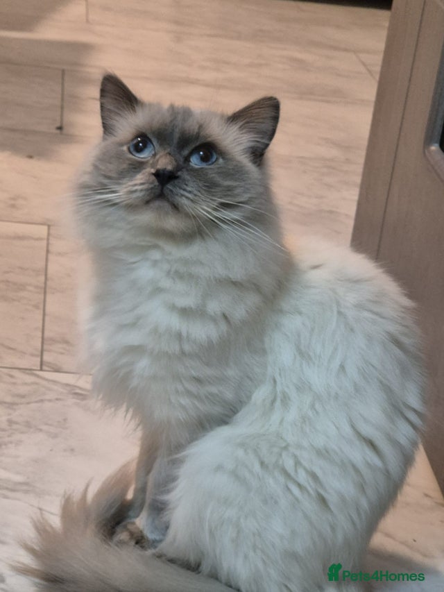 Pure Blue Point Ragdoll Male for sale in Halifax | Pets4Homes