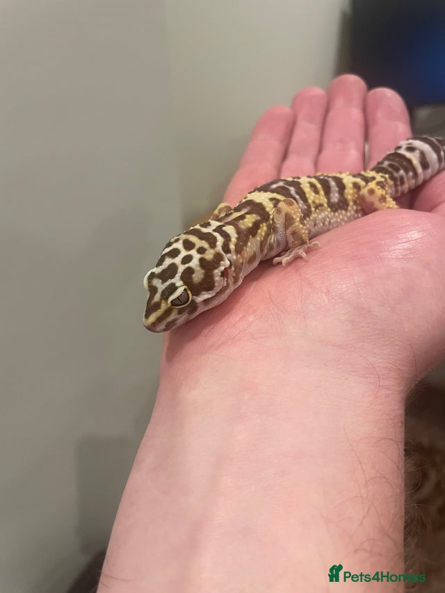 Female leopard gecko for sale in Liverpool | Pets4Homes