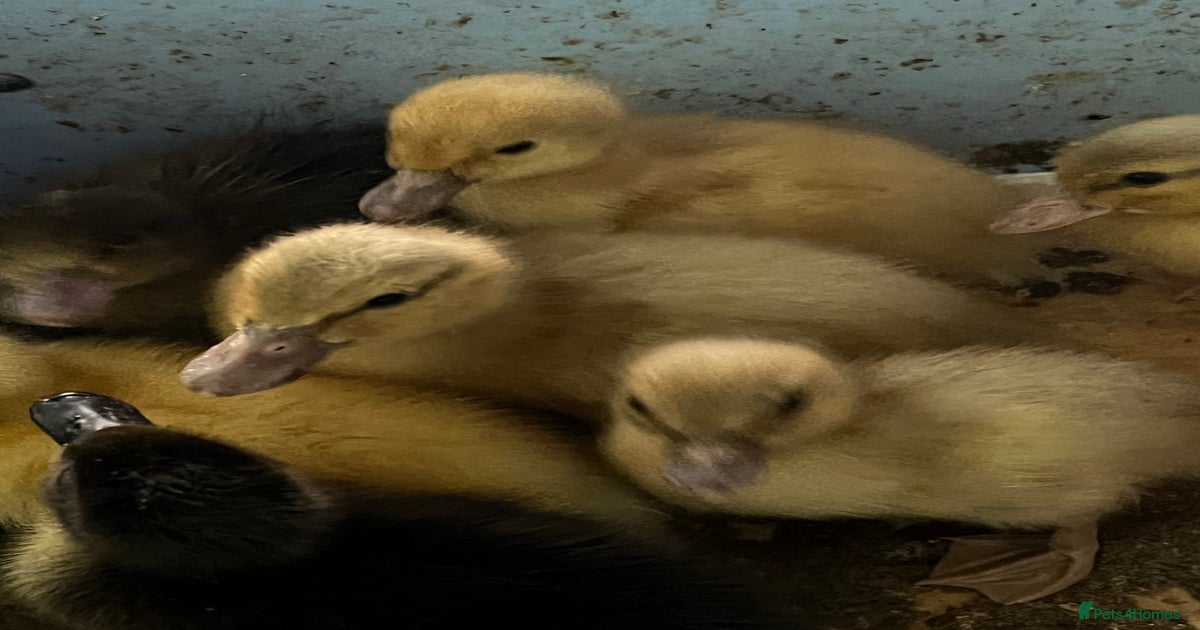 Day Old Apricot Call Ducklings for sale in Bolton | Pets4Homes