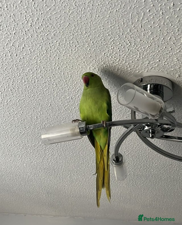 Green and Yellow Indian Ring Neck for sale in Manchester | Pets4Homes