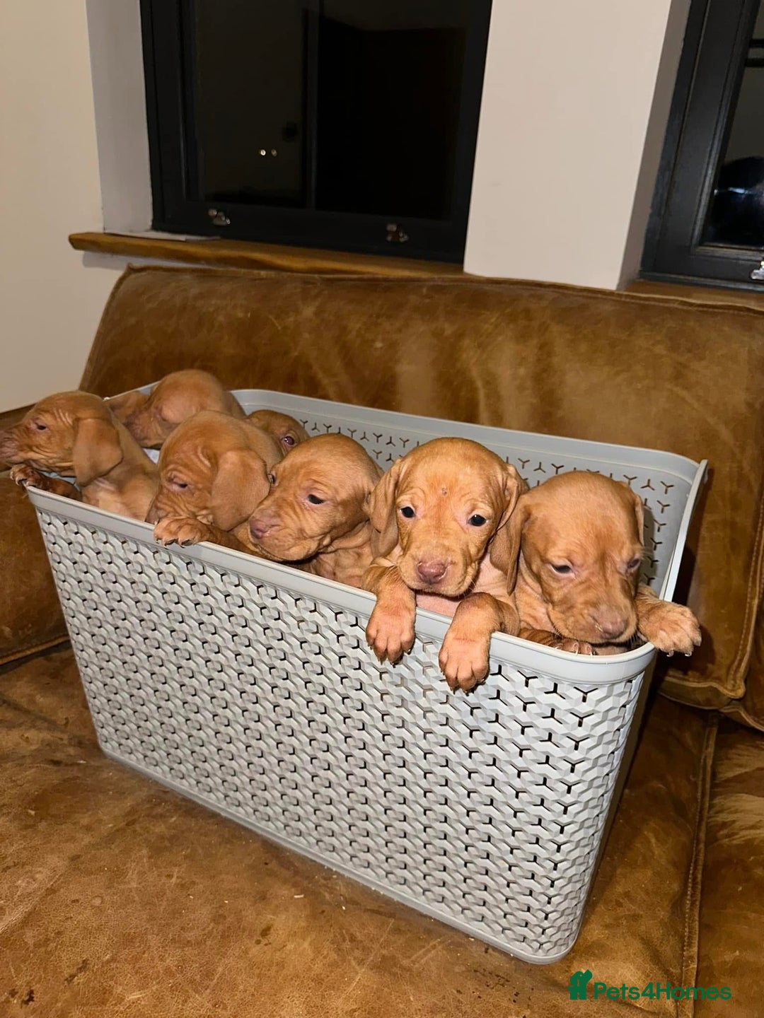 Hungarian Vizsla puppies KC Registered ready to go for sale in Saltburn ...