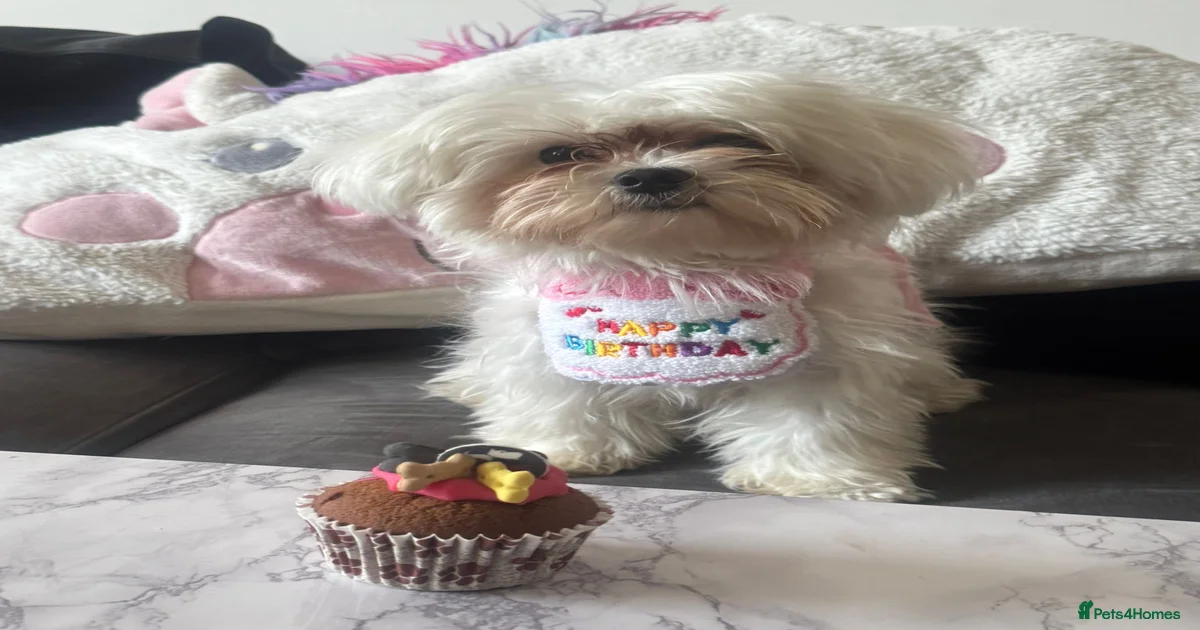Beautiful Maltese puppy for sale in Stockport | Pets4Homes