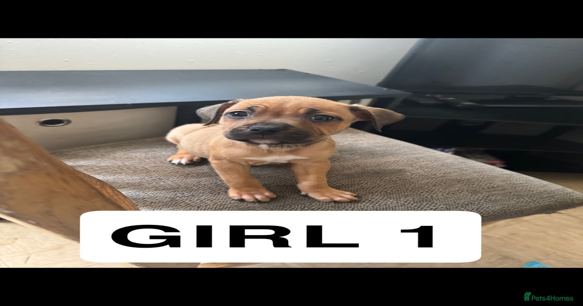 3 Staffy cross female pups for sale for sale in Bargoed | Pets4Homes