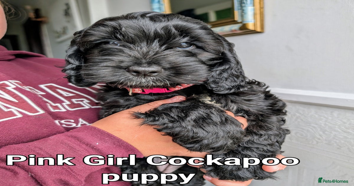 F1 Toy Show Cockapoo Fully DNA Health Test/CLEAR for sale in Maryport ...