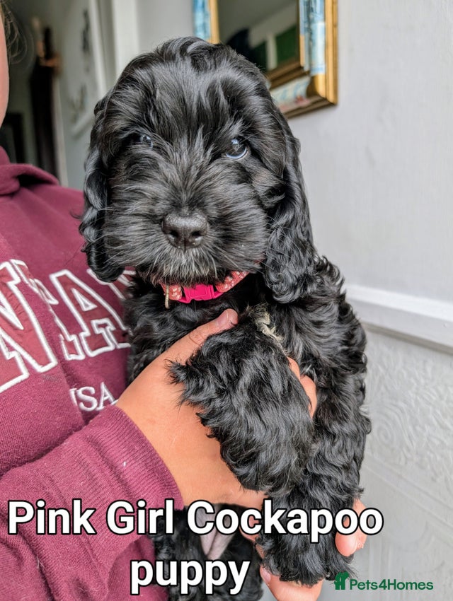 F1 Toy Show Cockapoo Fully DNA Health Test/CLEAR for sale in Maryport ...