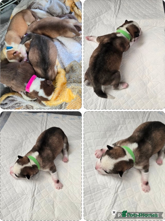 Husky puppies for sale in Ilkeston | Pets4Homes