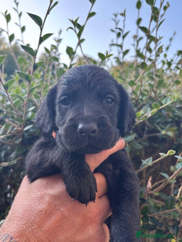 Stunning black/black&white springador pups for sale in Huntly | Pets4Homes