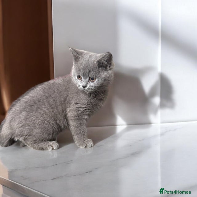 Stunning Blue BSH graded health checked REDUCED for sale in Stockport ...