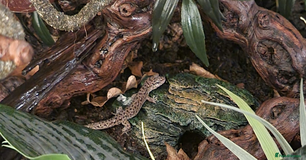 Siamese Leaf Toad Gecko for sale in | Pets4Homes