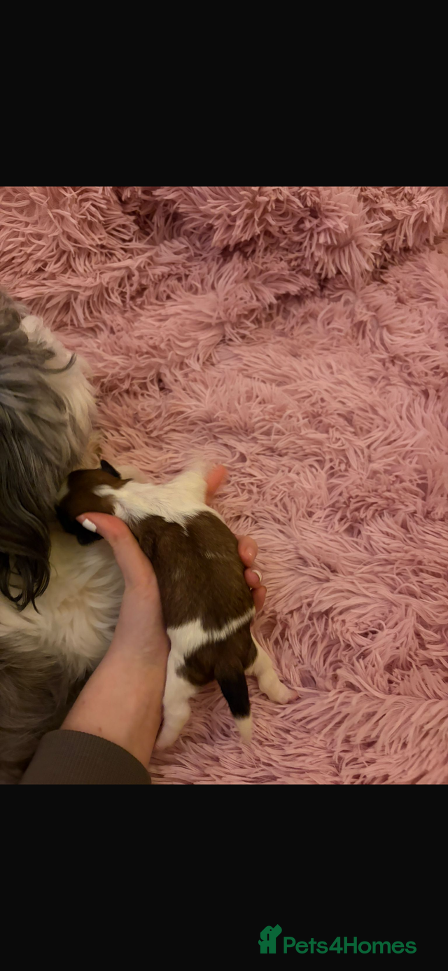 Shih Tzu puppies for sale in Redcar | Pets4Homes
