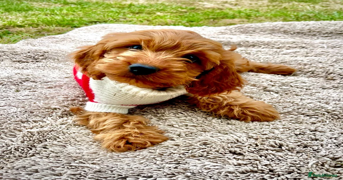 Cockapoo Puppies for sale | Pets4Homes