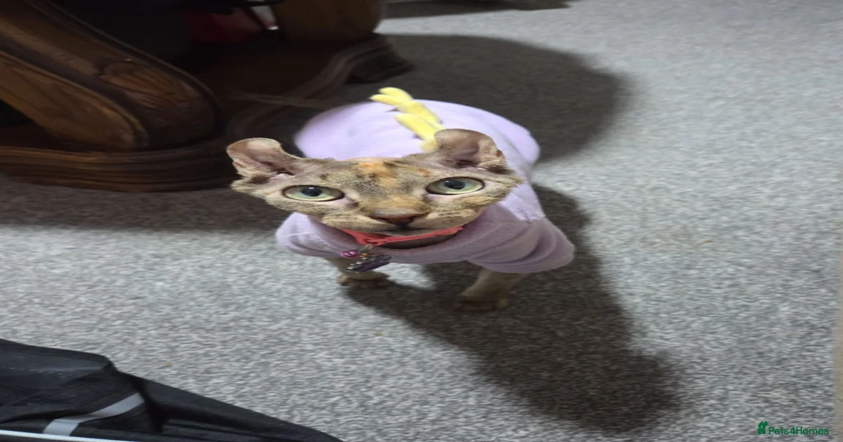 Beautiful female Canadian elf Sphynx for sale in Peterborough | Pets4Homes