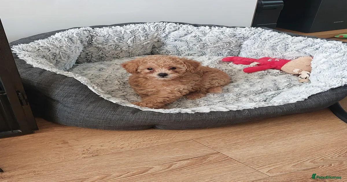 Puppies for sale in Bognor Regis, West Sussex | Pets4Homes