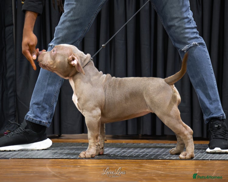 SHOW QUALITY PUPPY 🏆ABKC POCKET/STANDARD BULLY for sale in London | Pets4Homes