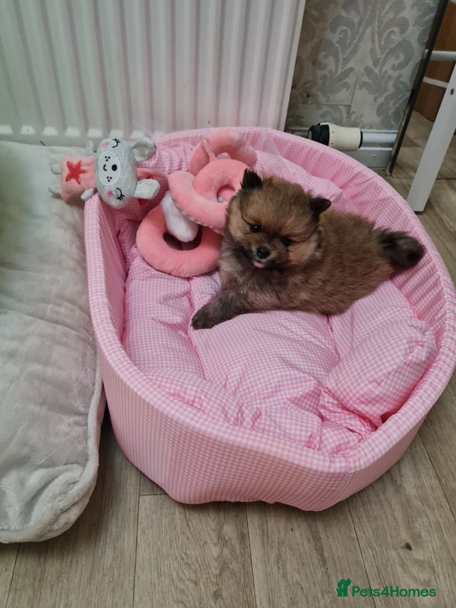 Pomeranian Puppies for sale in Livingston | Pets4Homes