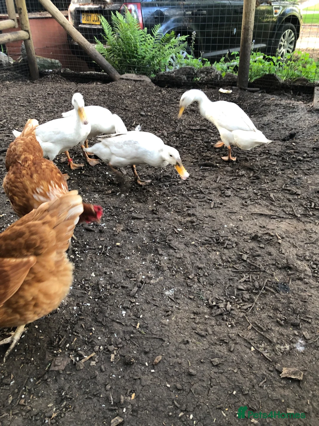 Indian runner ducks for sale in Wickford | Pets4Homes