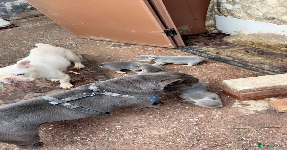 Adorable French Bulldog Puppies for sale in Manchester | Pets4Homes