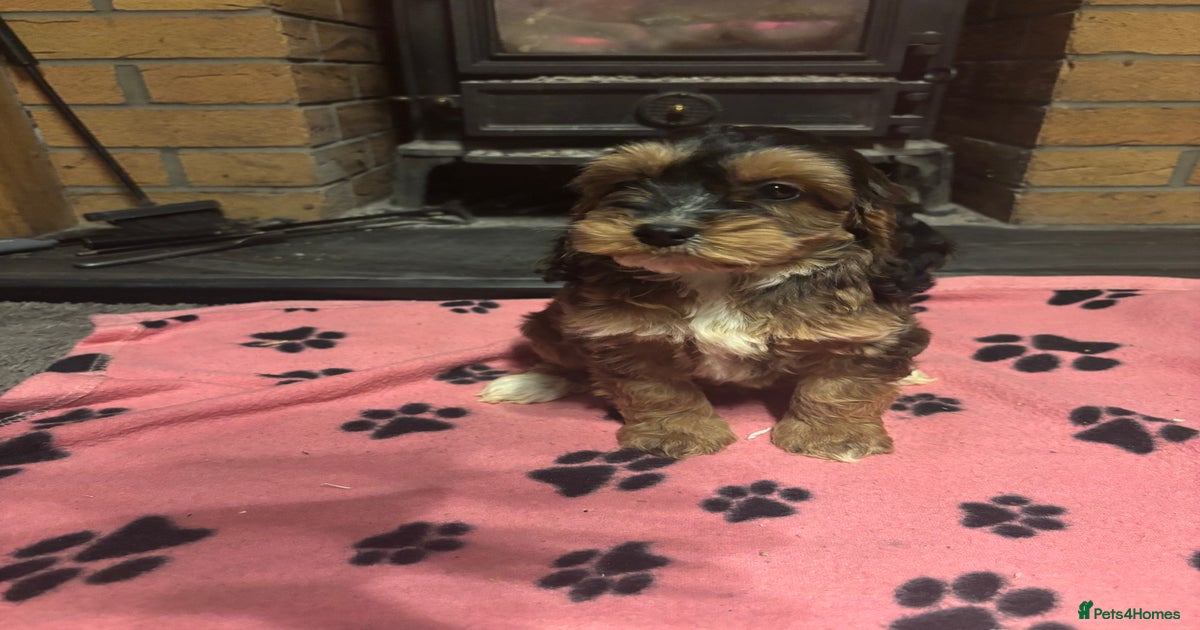 Fully Health Tested Sable and Gold Cockapoos for sale in Swansea ...