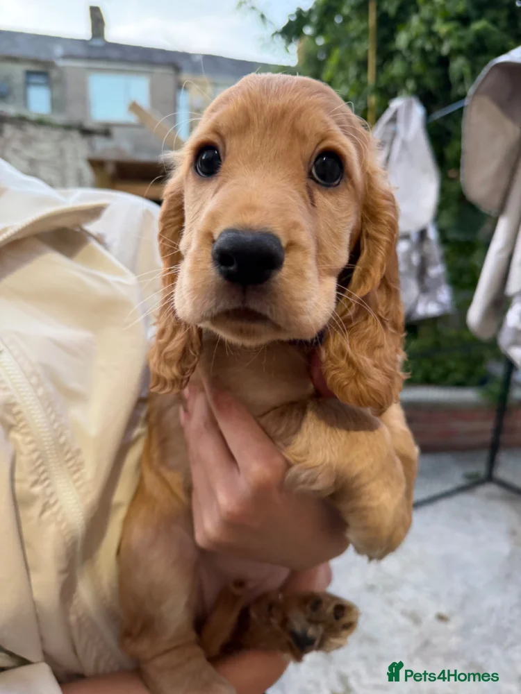 Cocker Spaniel Puppy’s for sale in Blackburn | Pets4Homes