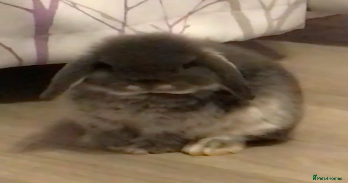 Mini lop female black grey for sale in Oxford | Pets4Homes