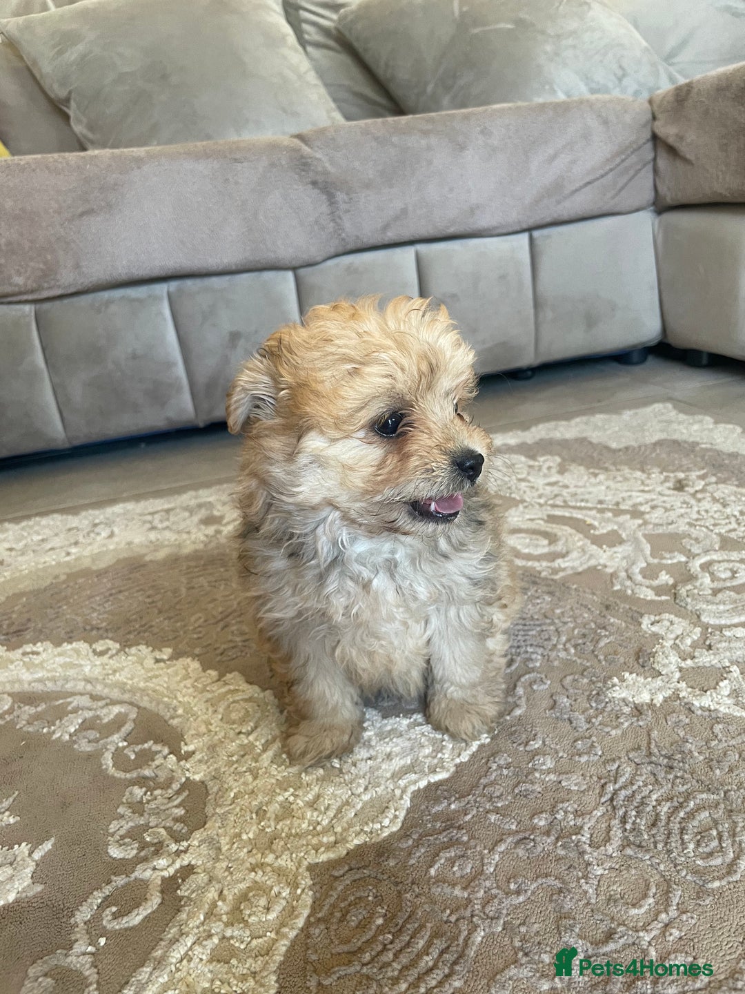 1 boy pomapoo puppies ready to leave now for sale in Huntingdon ...