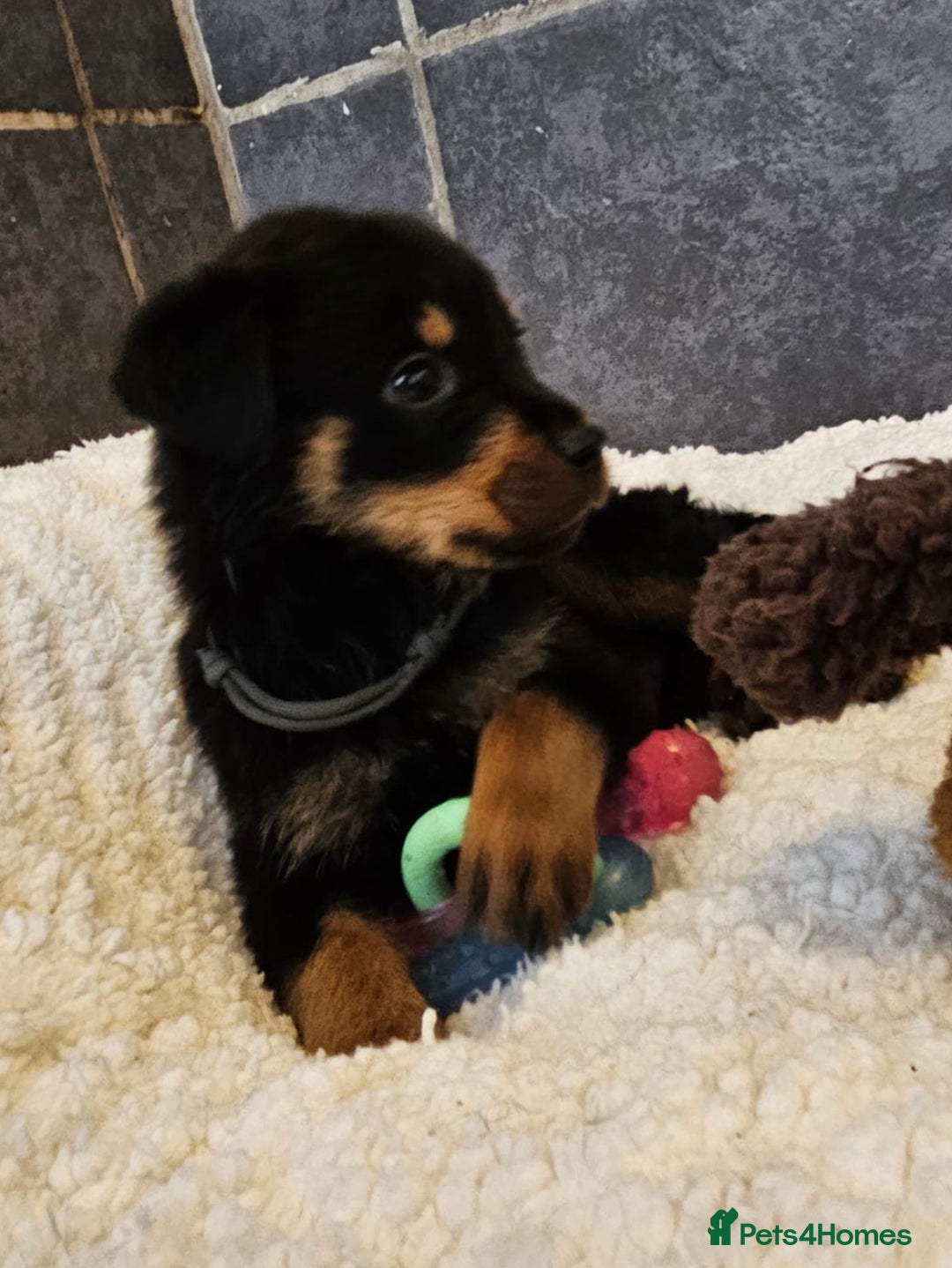 Pedigree Rottweiler pups for sale in | Pets4Homes