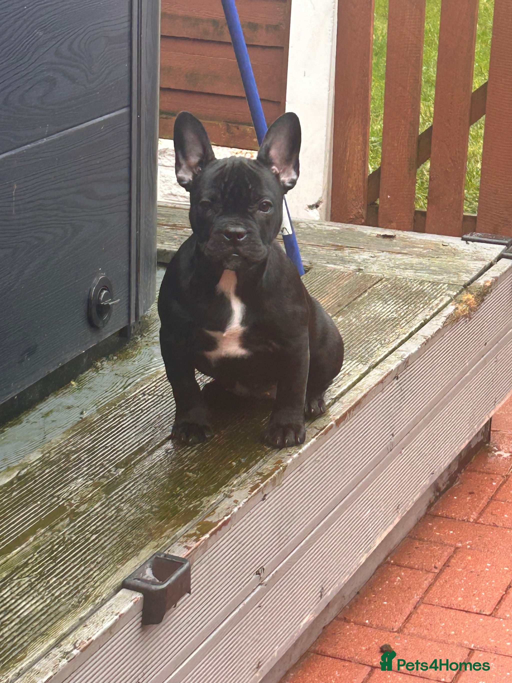 Frenchie cross REDUCED LAST ONE LEFT for sale in Birmingham | Pets4Homes