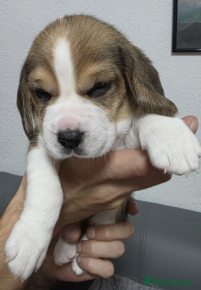 Sweet litter of tri-colored beagle for sale in Manchester | Pets4Homes