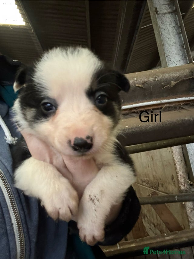 Border collie puppies for sale in Nottingham | Pets4Homes
