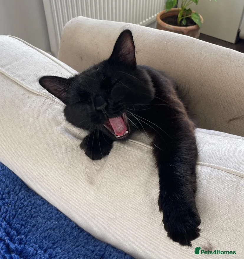 Big Fluffy Tom Cat for sale in Margate | Pets4Homes