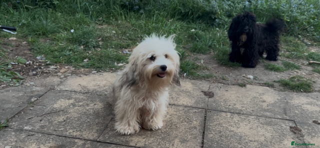Gorgeous happy loving HAVAPOO for sale in Huntingdon | Pets4Homes