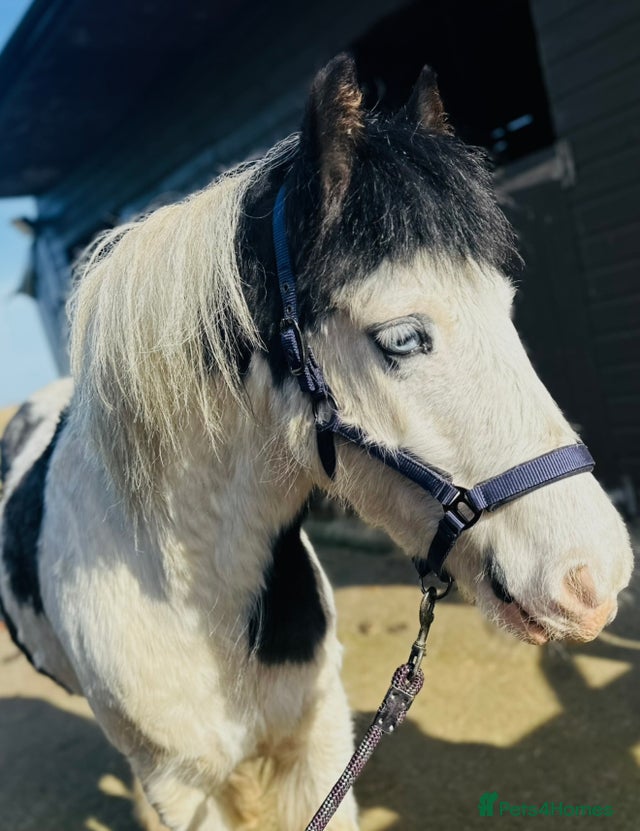 12.2 Chunky Cob for sale in Newcastle upon Tyne | Pets4Homes