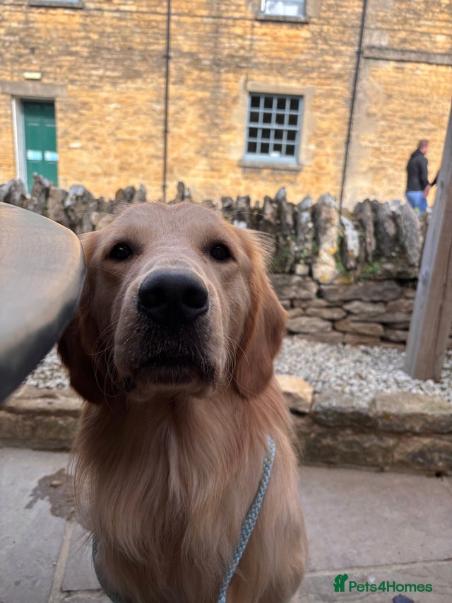 KC Reg Golden Retriever Stud for stud in Witham | Pets4Homes