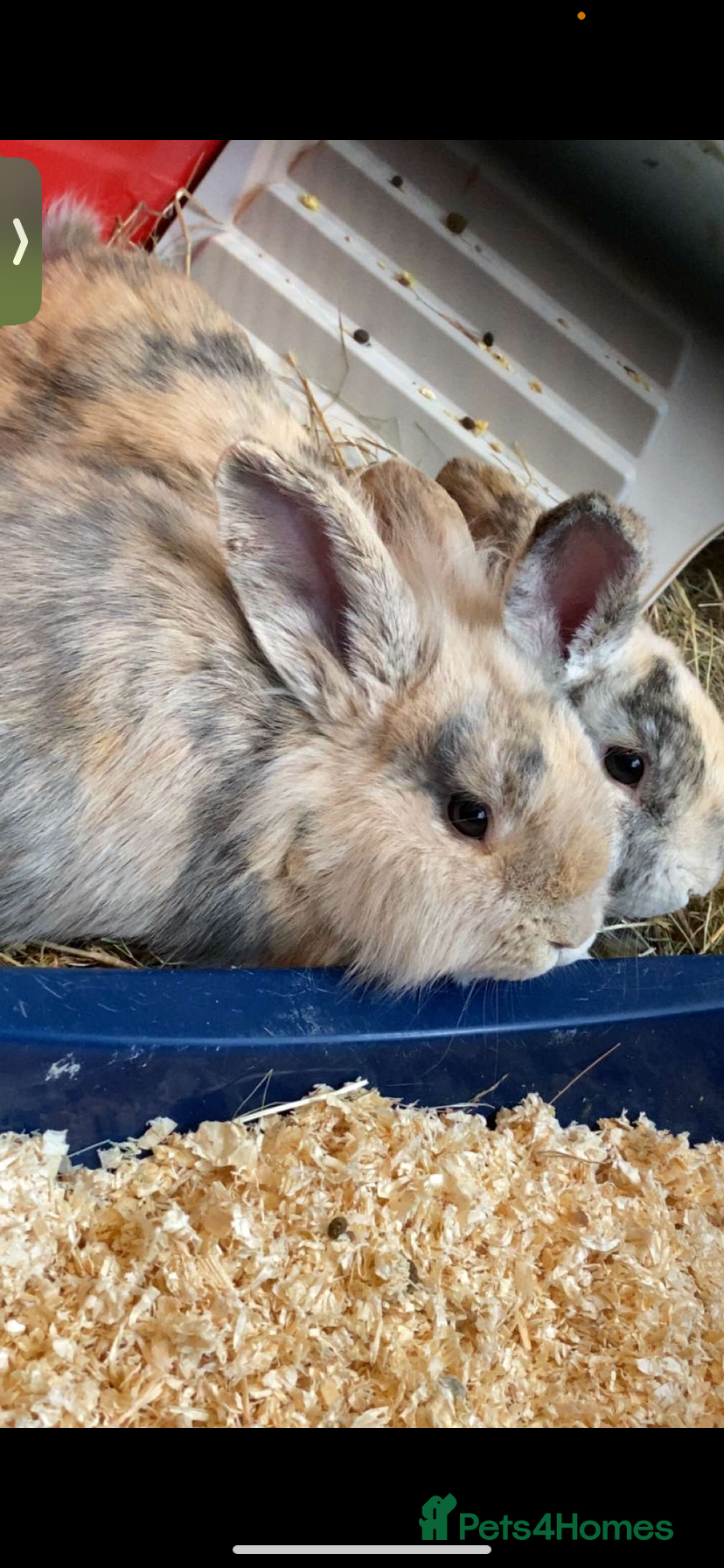 Multicoloured rabbits for sale in Guildford | Pets4Homes