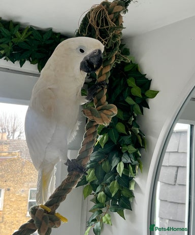 Birds for sale | Pets4Homes