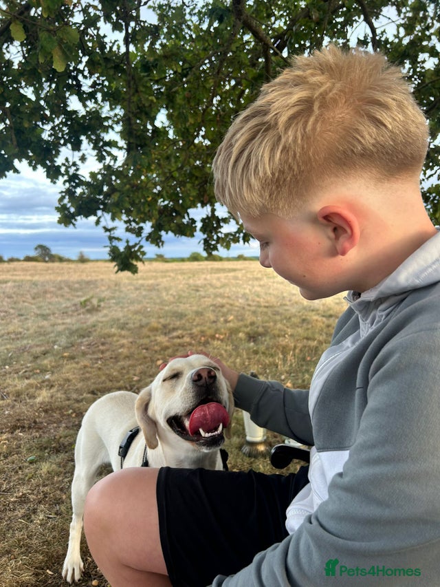 Still Available..Labrador bitch. 20 months old for sale in Brandon ...