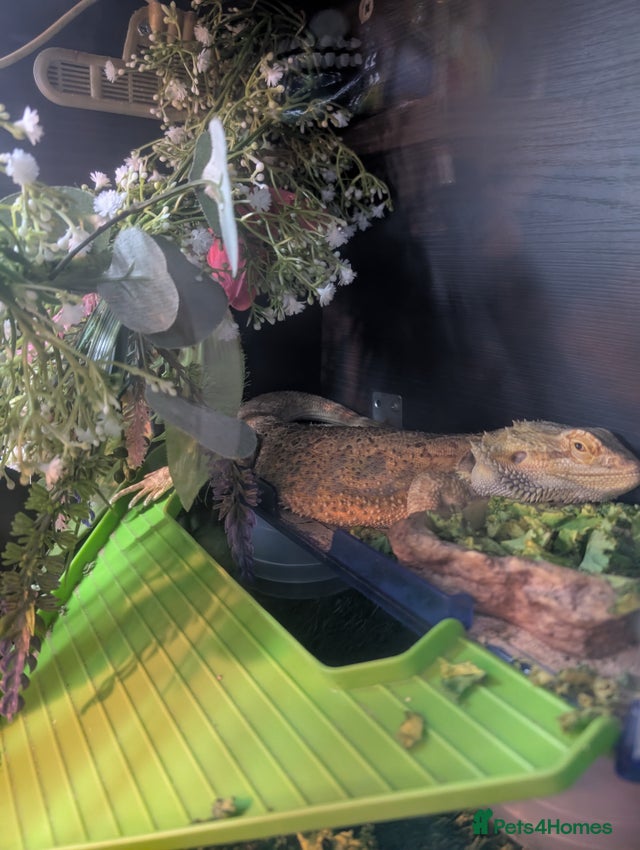 Bearded dragon for sale in Bury Saint Edmunds | Pets4Homes