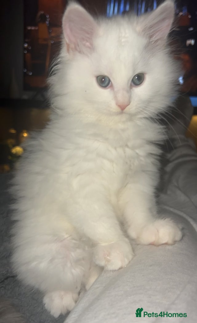 2 odd eye male Mainecoon and 1 female smoke kitten for sale in Runcorn ...