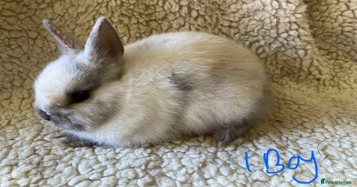 Baby netherland dwarf rabbits for sale in Holmfirth | Pets4Homes
