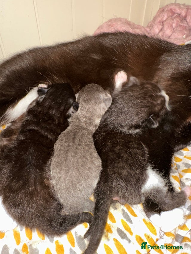 Male kitten - black and white for sale in Barry | Pets4Homes