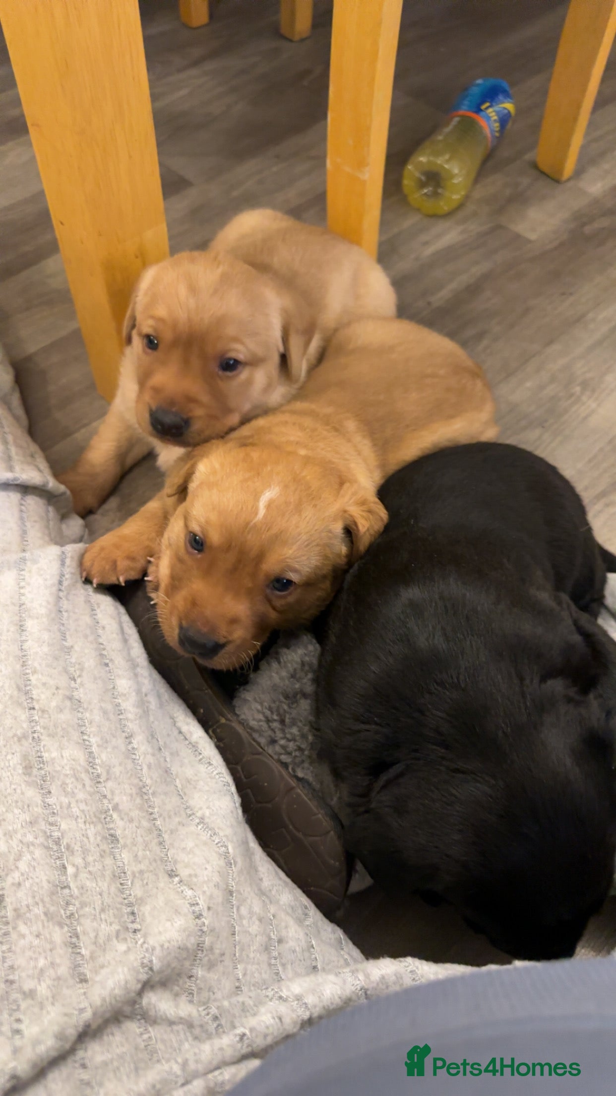 Chunky Labrador puppies for sale in Sheerness | Pets4Homes