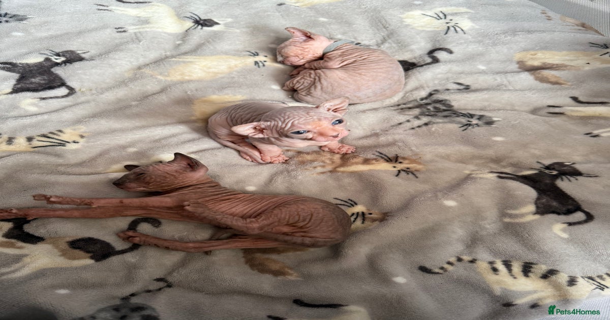 Sphinx Kittens for sale. for sale in Basildon | Pets4Homes