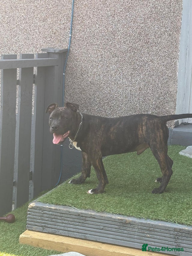 5 month old staffy male brindle for sale in Port Glasgow | Pets4Homes