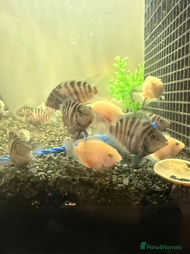 Convict Cichlids and Albino for SALE! for sale in Rainham | Pets4Homes
