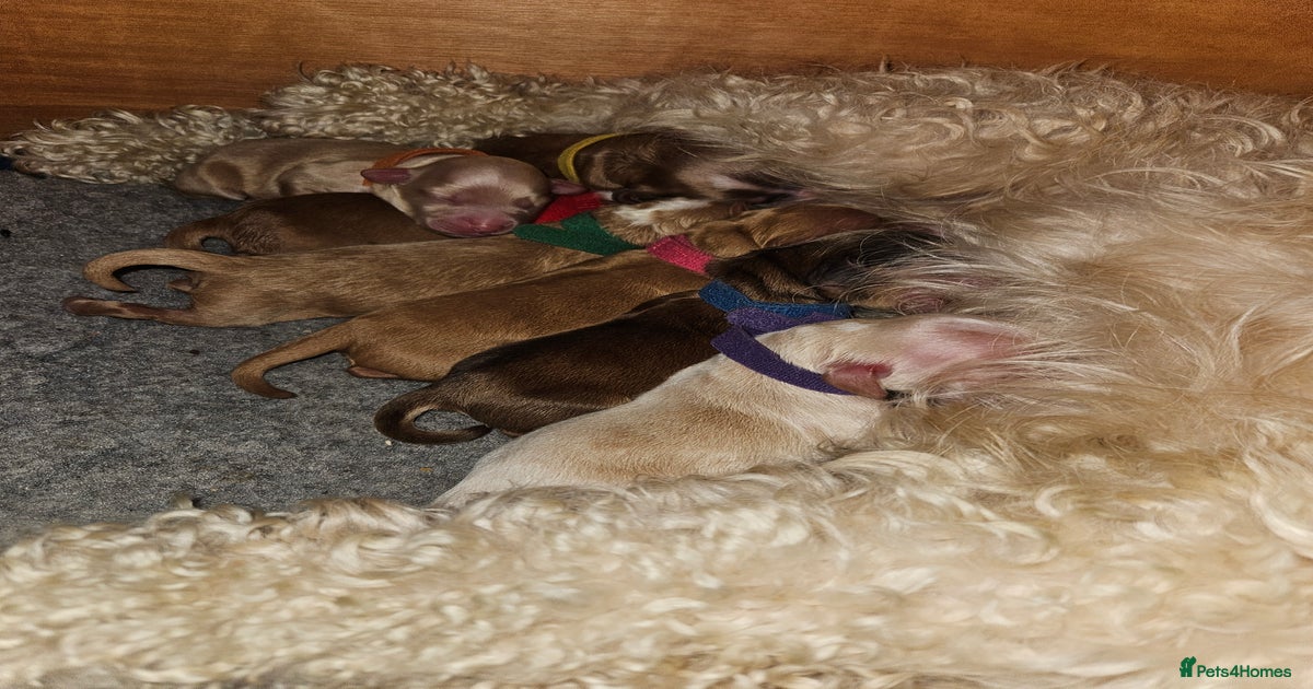 F2 cockapoos for sale in Penryn | Pets4Homes