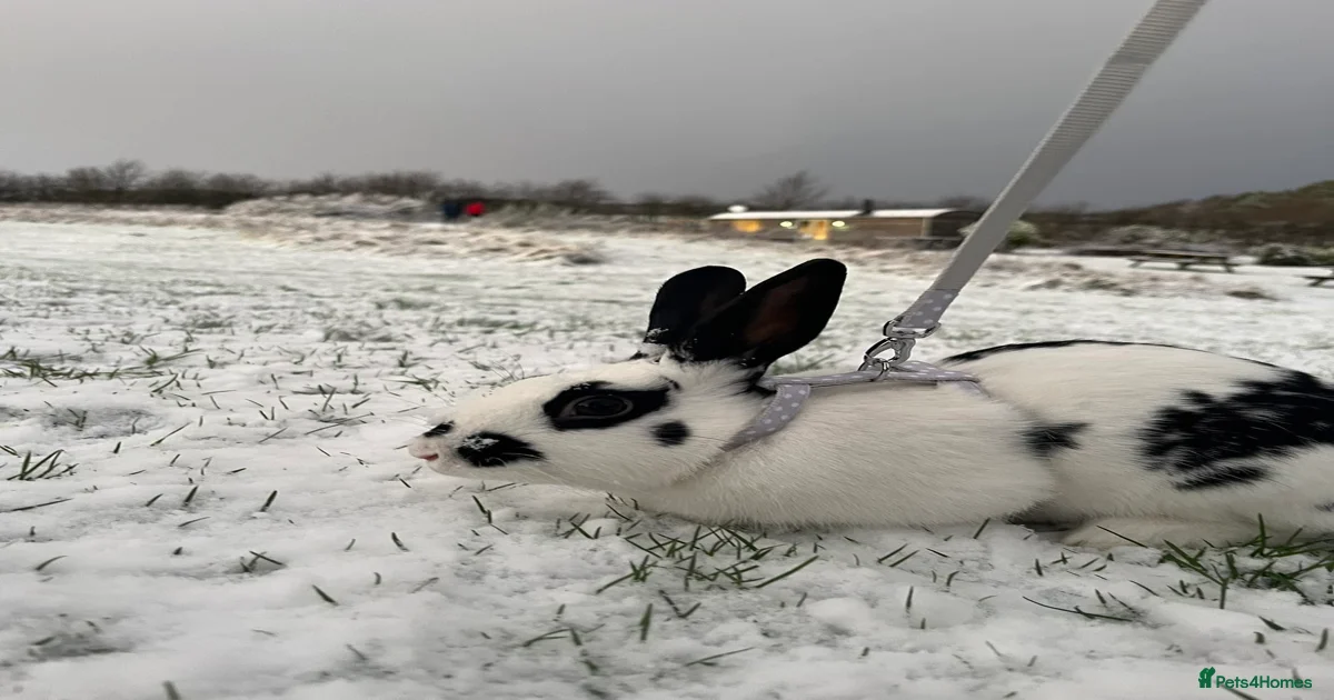 Dutch x old English male rabbit for sale in Doncaster | Pets4Homes
