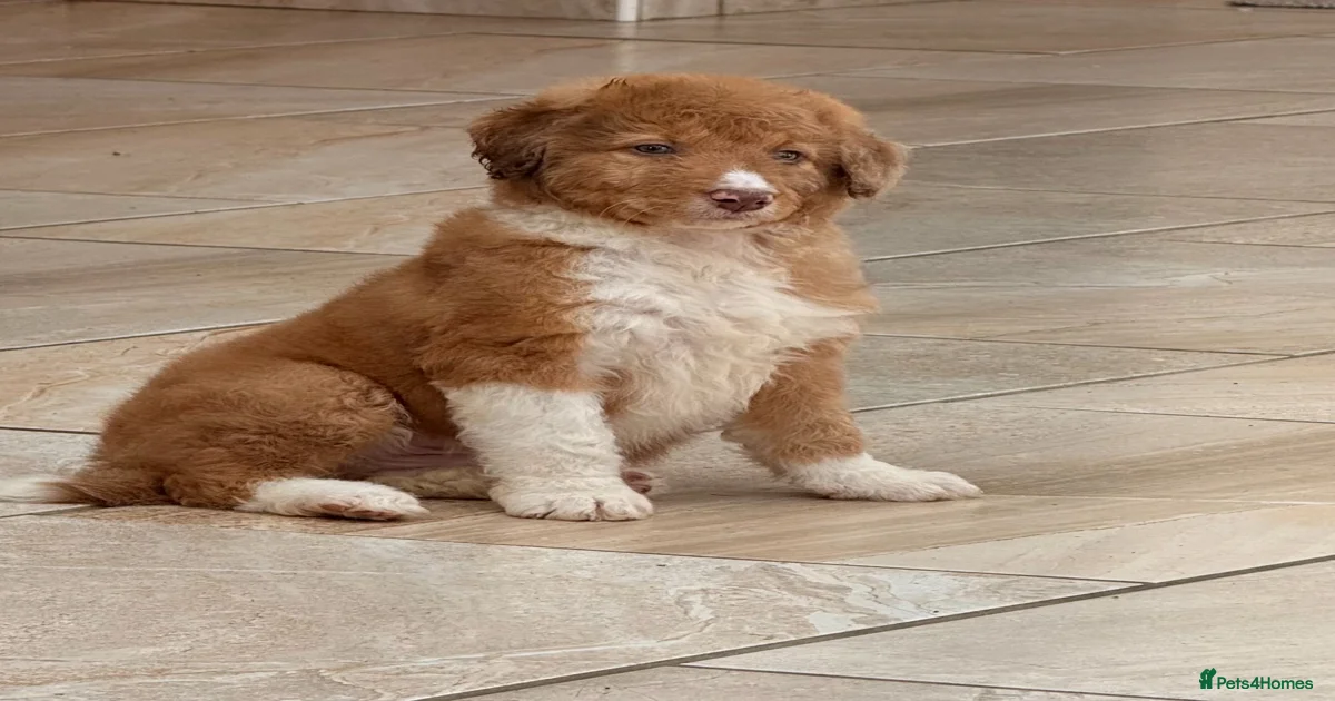 Border Collie Puppies for sale | Pets4Homes
