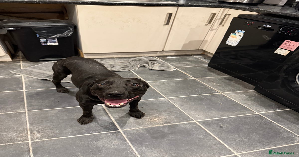 6 year Old Staff x Lab for sale in Bridgwater | Pets4Homes