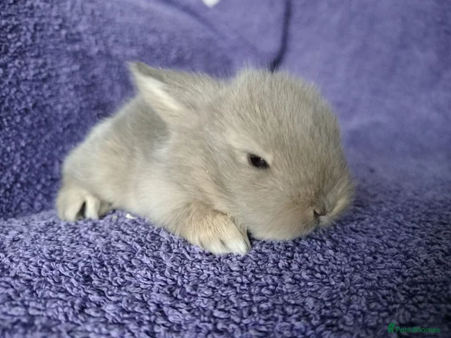 Baby mini lop rabbits for sale for sale in Newcastle upon Tyne | Pets4Homes