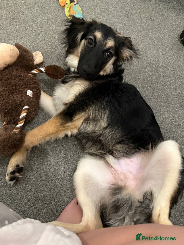 Border collie German shepherd for sale in Dumbarton | Pets4Homes